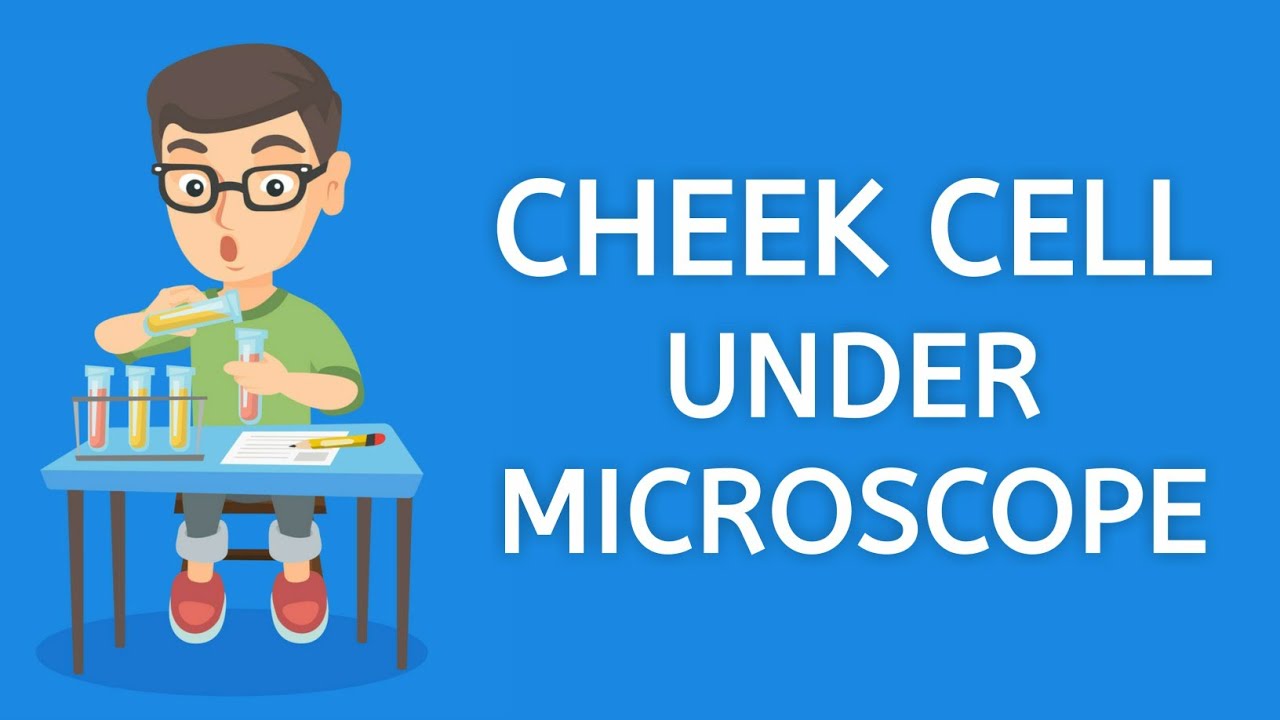 Observation of the cheek cell under a microscope | Cell | Biology ...