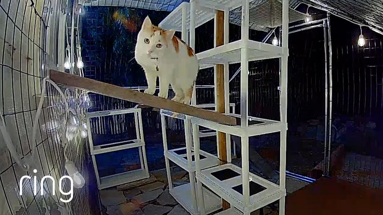 Noisy Cat Would Rather Not Come Inside, Thank You Very Much | RingTV ...