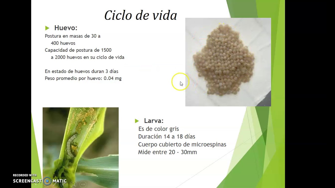Charla 1 Producción de Telenomus remus - YouTube