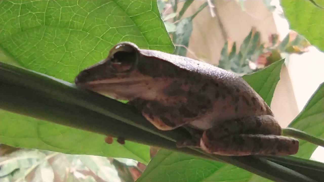 Katak Daun - YouTube