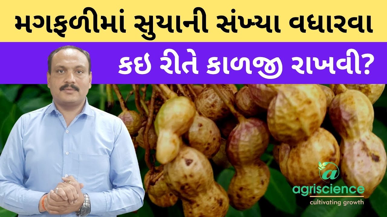 મગફળીમાં સુયા કેવી રીતે વધારવા? | Magfadi | Groundnut | Agriscience ...