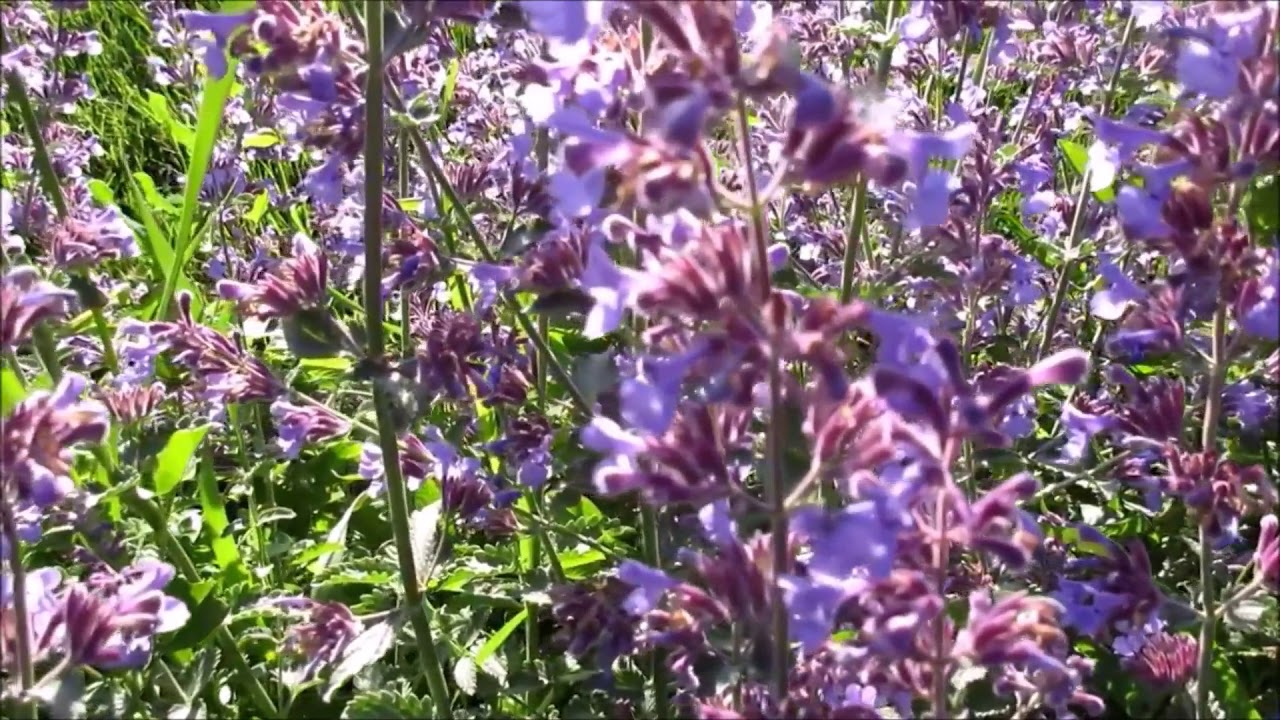 Super Salvias - YouTube