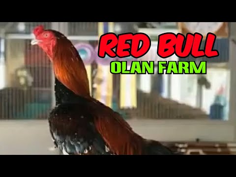 RED BULL || OLAN FARM THAILAND || PAKHOY LEGEND CHAMPION 🏆🐓😊👍