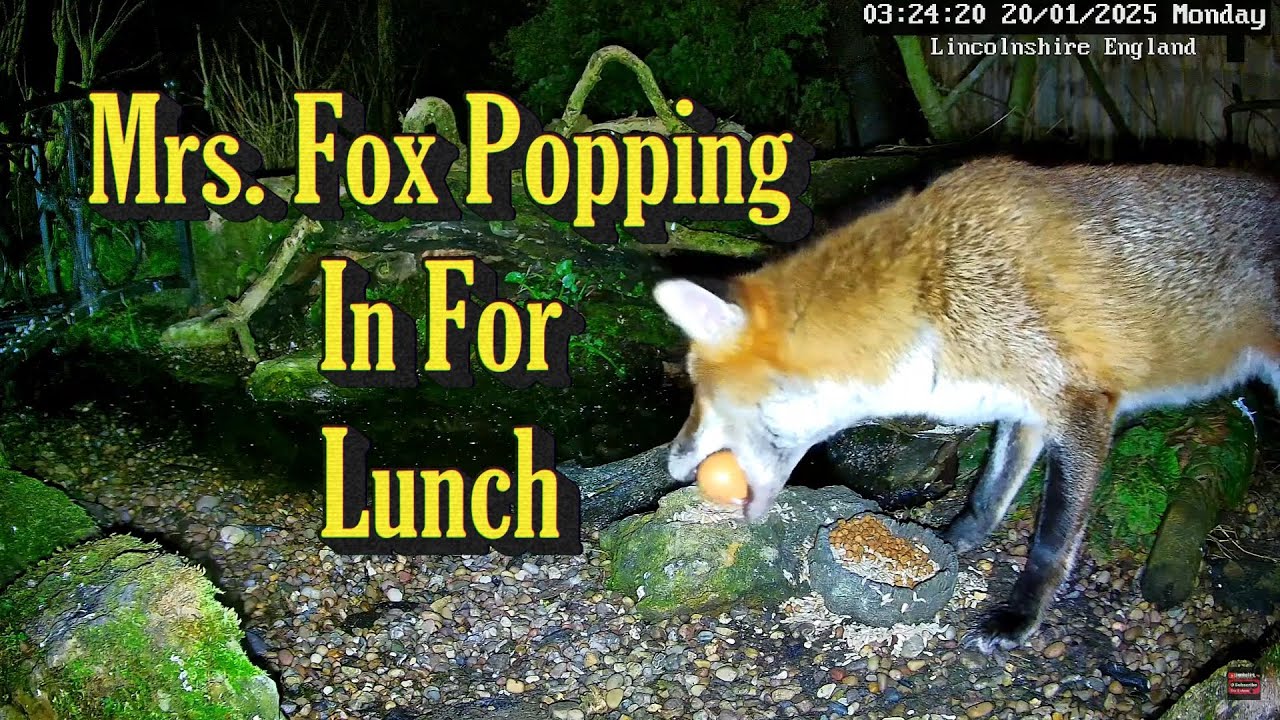 Mrs Fox popping in for lunch - YouTube