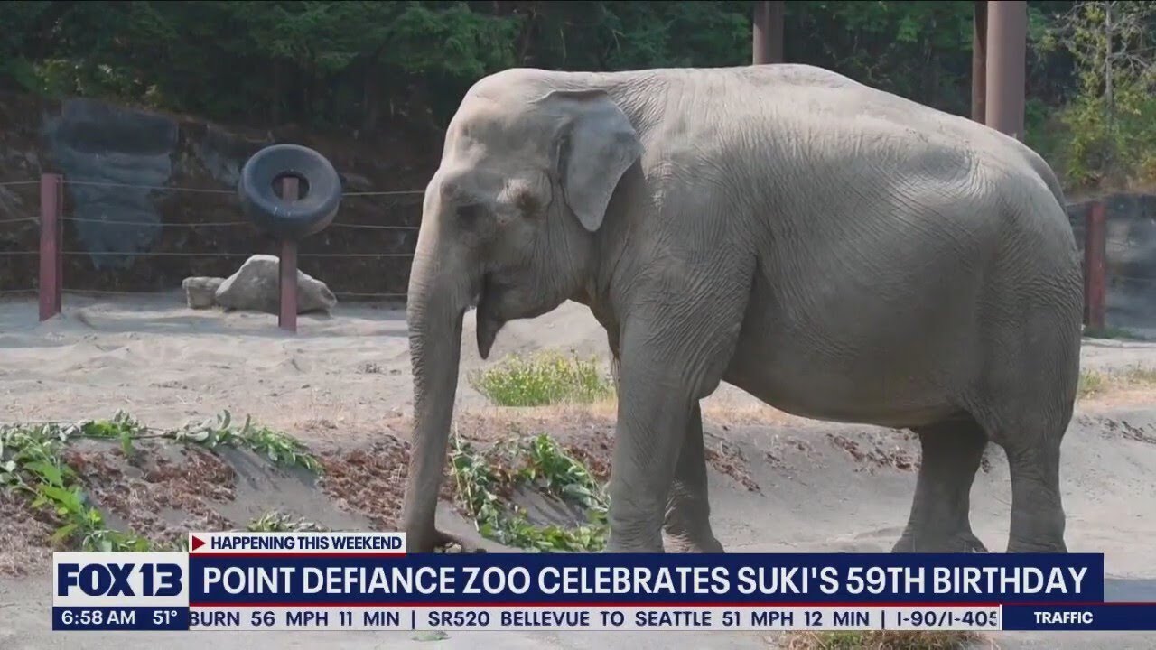Point Defiance Zoo celebrates Suki's 59th birthday - YouTube