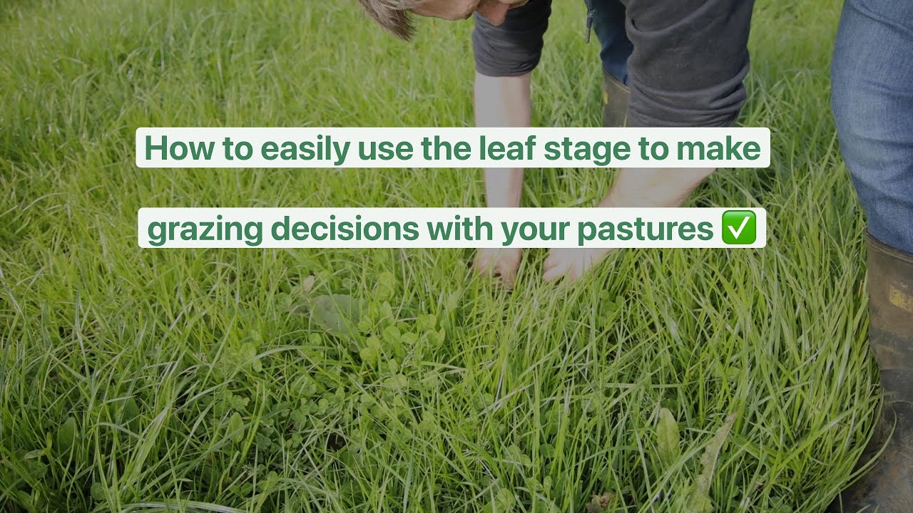 How to easily use the leaf stage to make grazing decisions with your ...