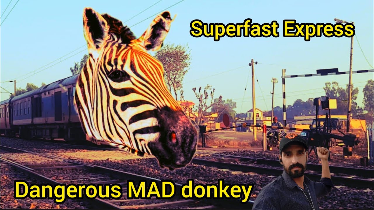 Viral Dangerous MAD donkey Superfast Express Furious Moving Throughout ...