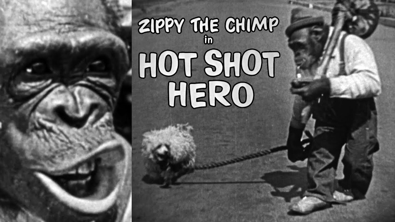 Zippy the Chimp in "Hot Shot Hero" (4K) - YouTube