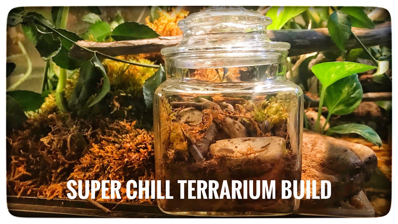 Chill and relaxing terrarium Time lapse build isopod/Roley Poliy home ...
