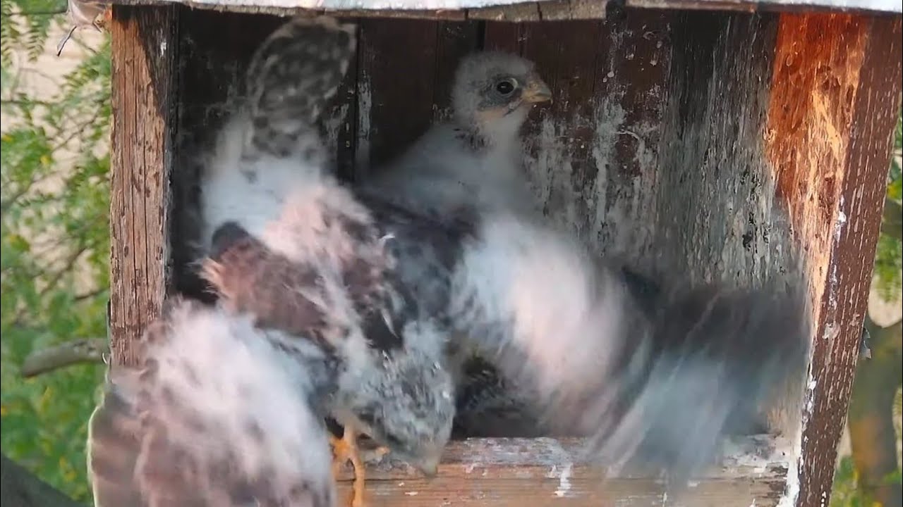 Red-footed Falcons #3 | Baby falcon falls out of the box | June 30 ...