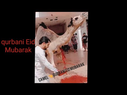 Camel Qurbani 2025 Wapda Town Gujranwala 🐪 | Full Video Link In Description 👇