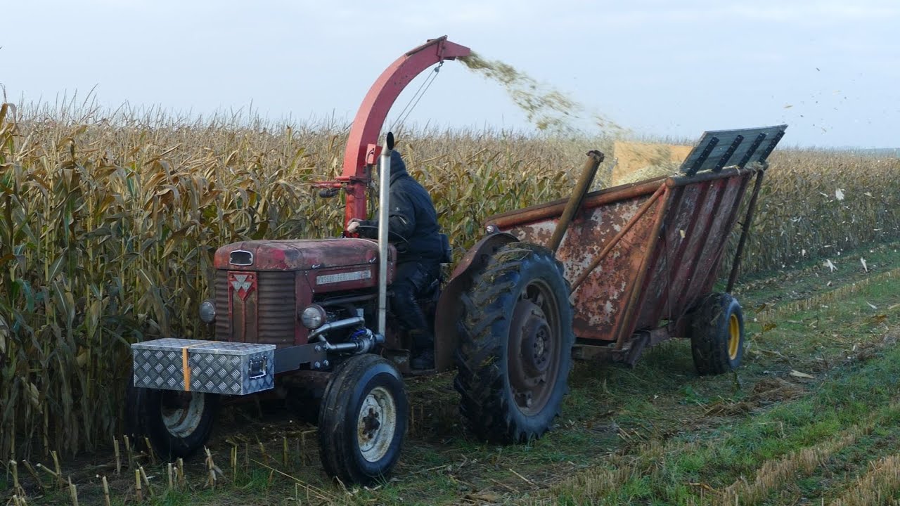Massey Ferguson 65 Turbo With One-Row Corn Chopper - Corn Harvest 2024 ...