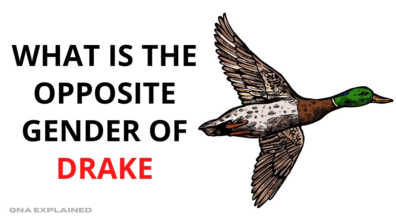 What is the opposite gender of drake? || QnA Explained - YouTube