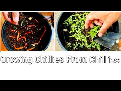 How to grow Chillies At Home UK - Growing Chilli From Fresh Chilli Seed ...