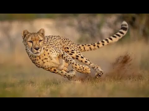 Top 5 Fastest Animals - YouTube