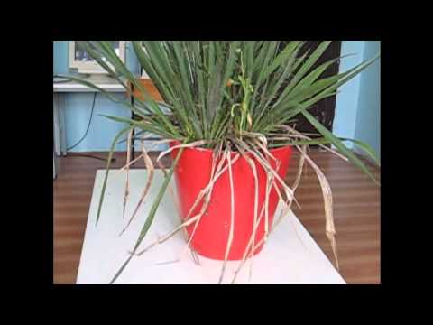 ziva_i_neziva_priroda.wmv - YouTube