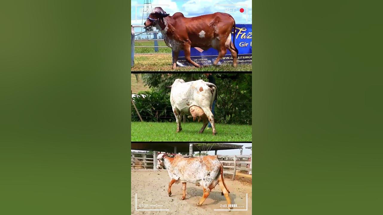 🔴 Gir Cattle Breed Dairy Cows 🔴 Biggest Bulls And Cow #cows #bulls #gir #girolando - YouTube