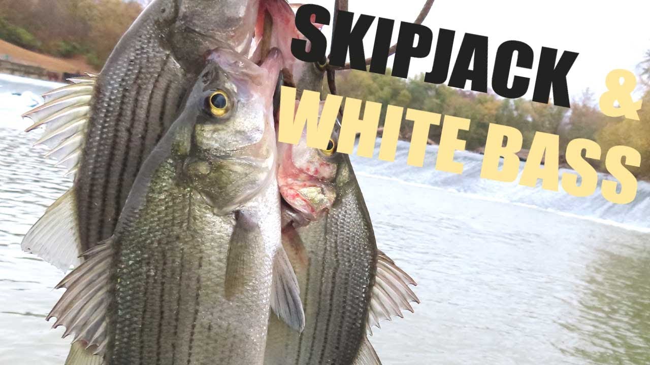 Fishing Lock #1 Kentucky River for Skipjack - YouTube