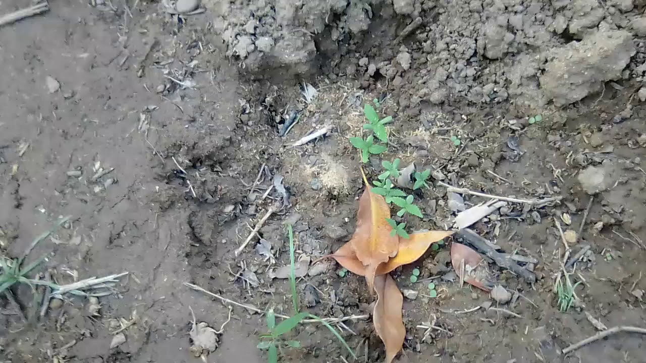 Am back with some high grade weed seeds - YouTube