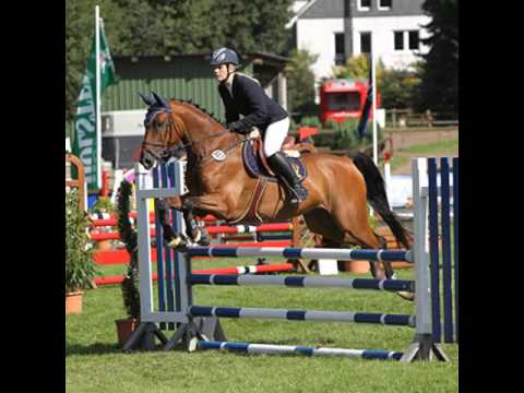 Pferde springen ohne Flügel - YouTube