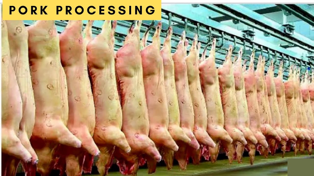 Modern Pig Farming And Pork Processing Factory - YouTube