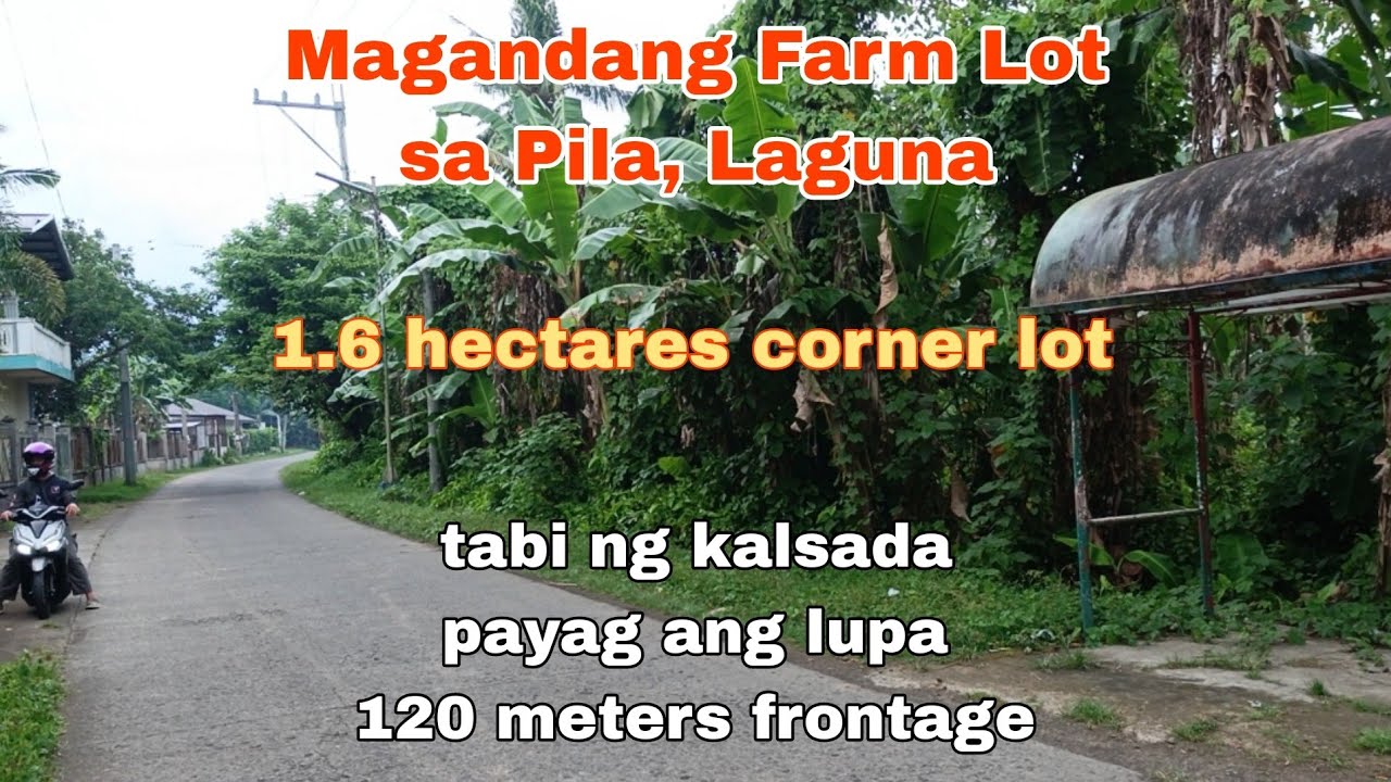 (P# 777) 1.6 hectares farm Lot @ 1,000/sqm in Pila, Laguna for sale ...