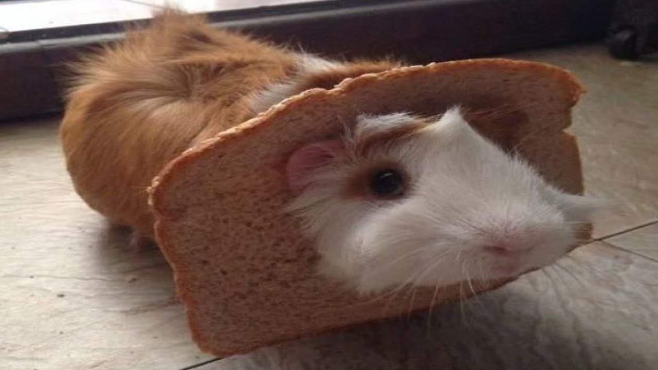 dont buy a dog off temu - YouTube