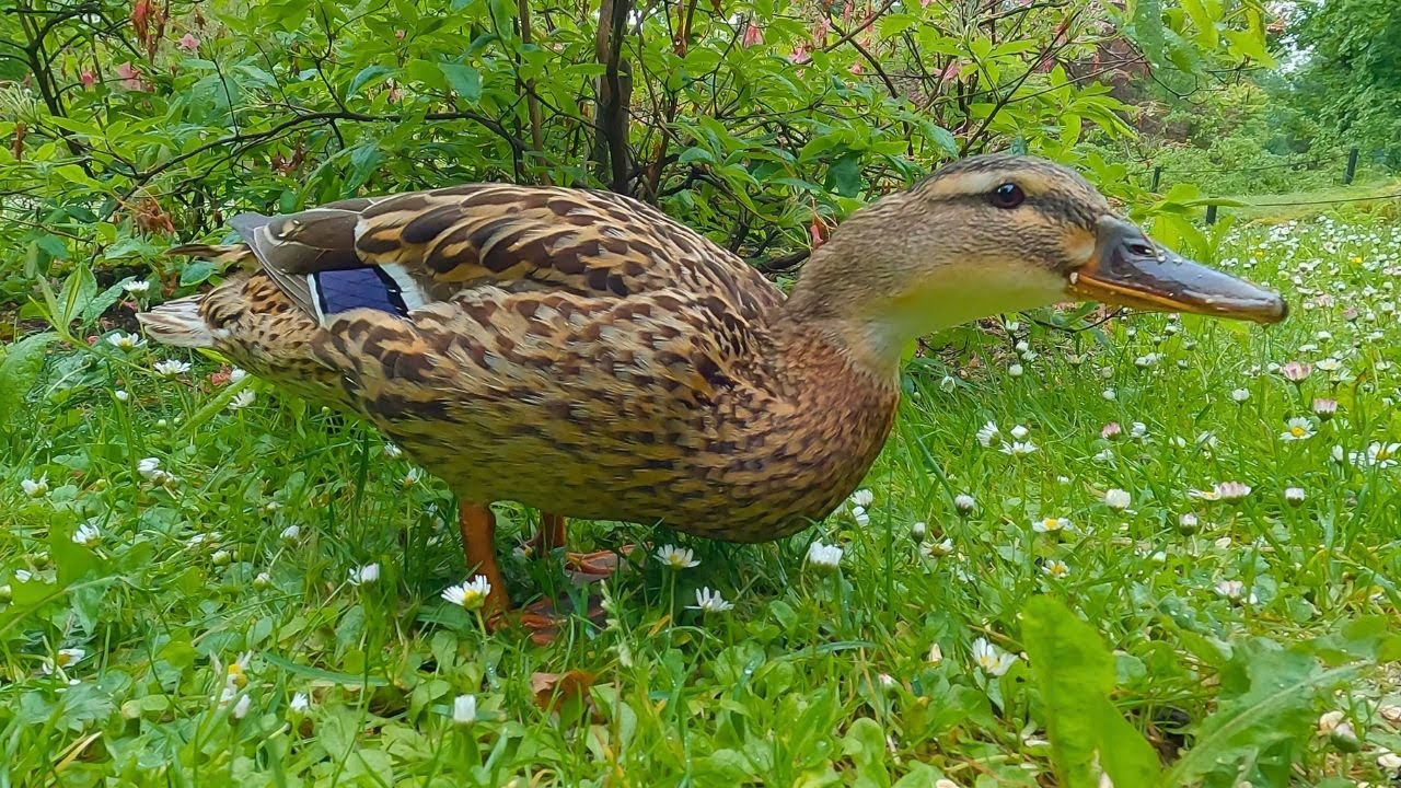 Feeding Hungry Hen Oats in Secret Behind a Bush [4K] Mallard Duck - YouTube