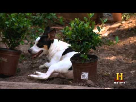 Duck Dynasty - Dog Dynasty - YouTube