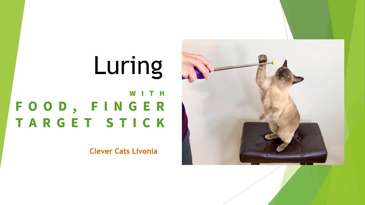 Luring Technique: Cat Training - YouTube