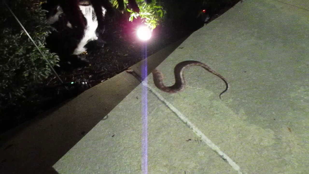 Snake Projection - YouTube