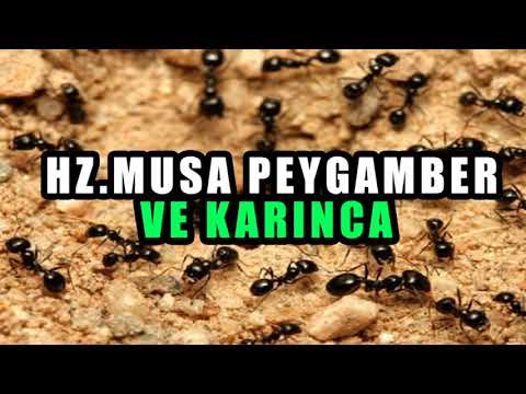 HZ MUSA VE KARINCA (ibretlik hikayeler, sesli kitap, dini hikayeler, hüseyin duru, ders veren öykü)