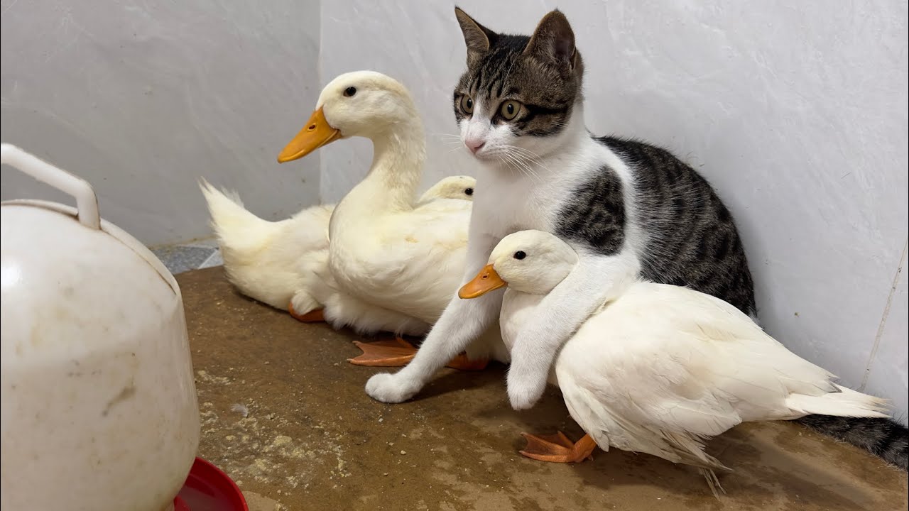 The kitten disturbs the duck to eat. The duck forcefully drove the ...