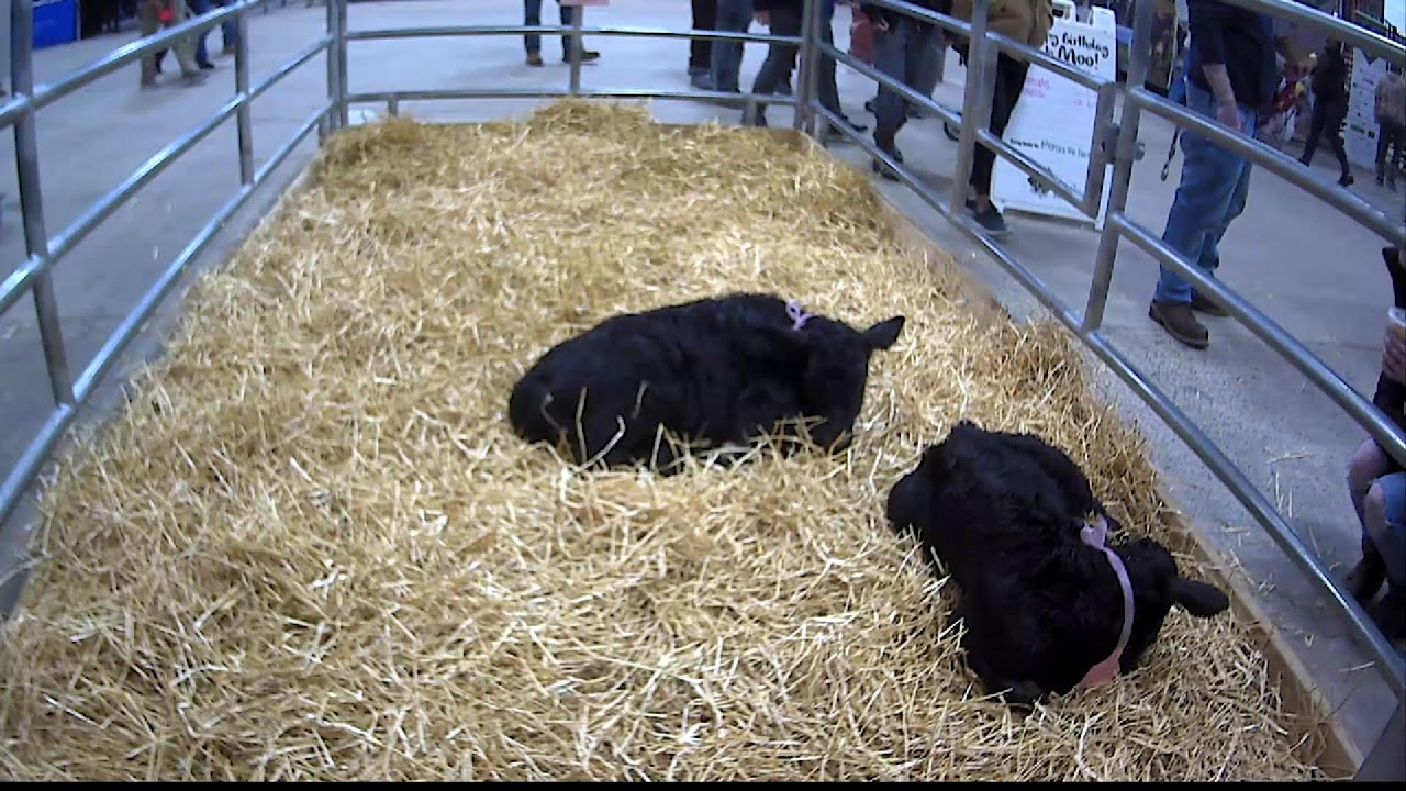 Calving Corner 1/8/2022 - Mercer Vu Farms Day 1 - YouTube