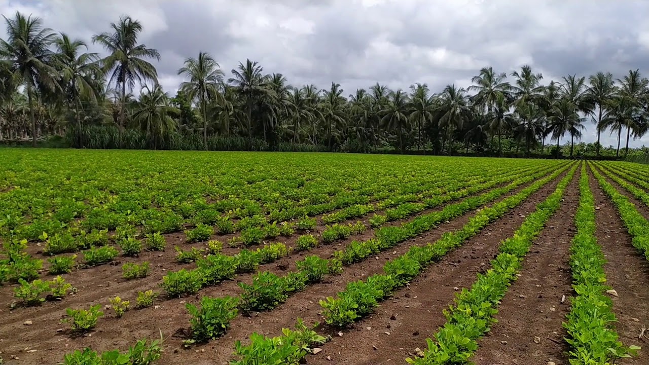 Magfadi vaveter મગફળી નું વાવેતર - YouTube