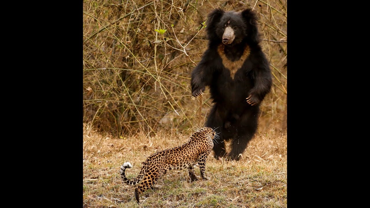 Leopard and Sloth Bear Face-off at Tadoba - YouTube