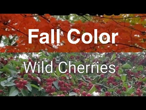 Fall Color at Montreal and Wild Cherries - YouTube