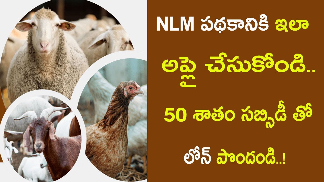 NLM పథకానికి అప్లై చేసుకోవడం ఎలా | How to apply for NLM scheme ...