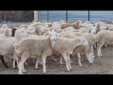 60 Baş Tatalilar Cinsi Birinci Qarina Xam Şişekler Satilir Tel:051.792.83.28