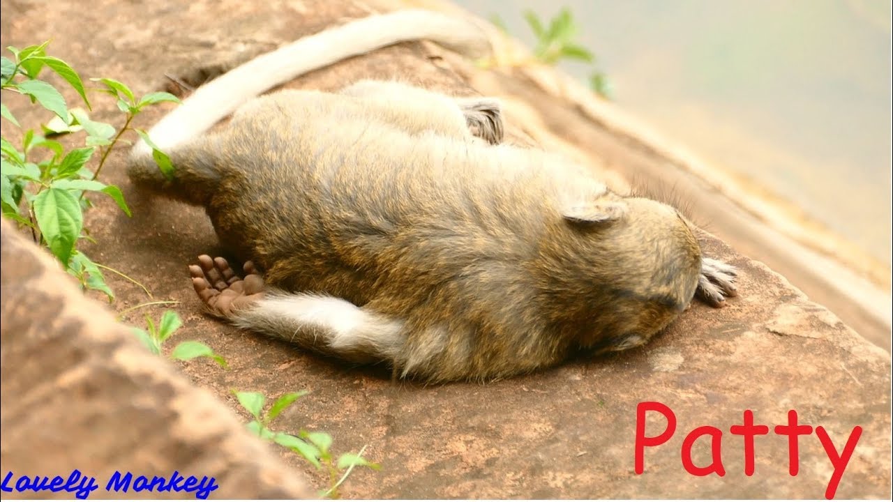 Sad! Pity Young Adult Patty Fall Down From The Tree | Patty Hard To ...