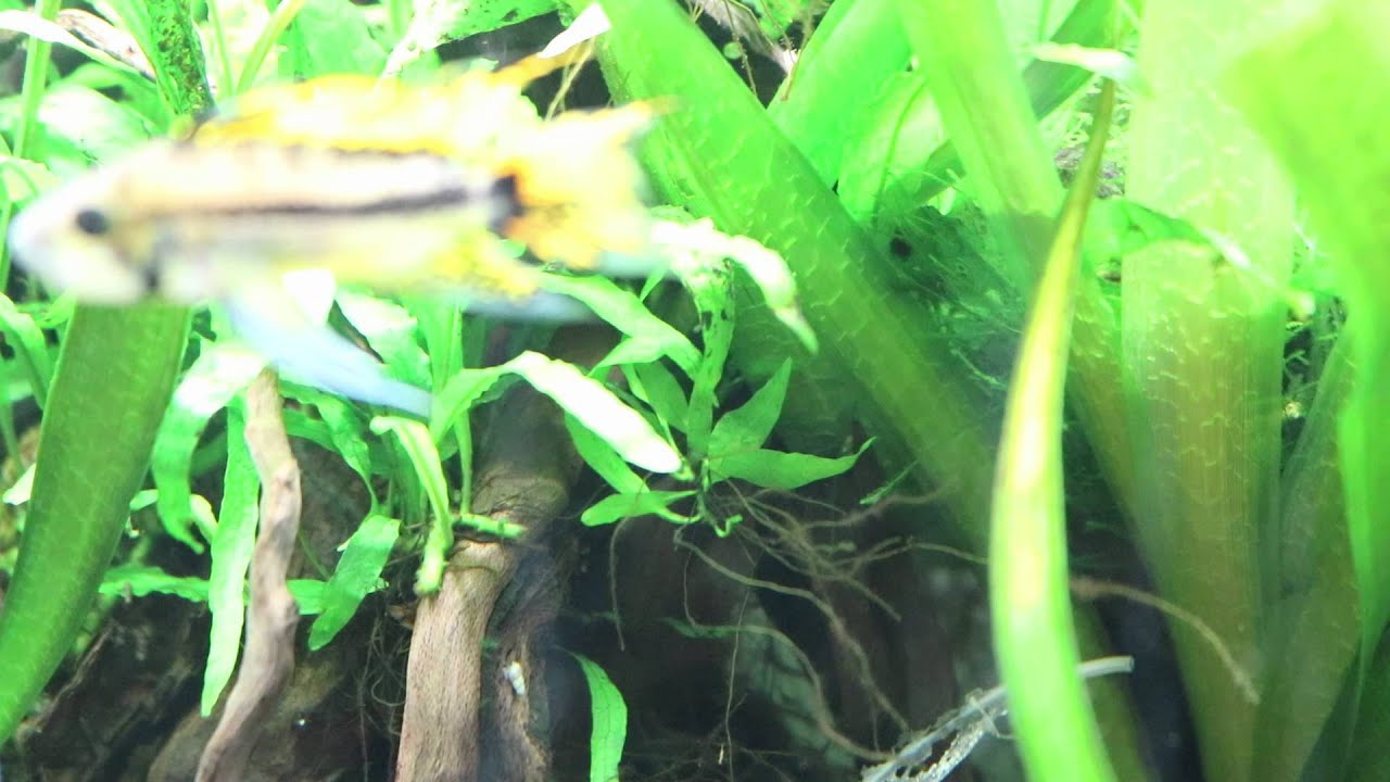 Ficha: Helecho de java || Guía básica || AquaTips - YouTube