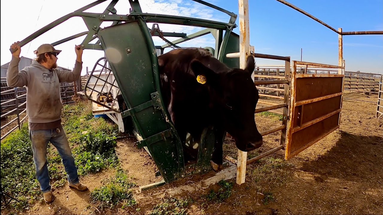 Working Cows! - YouTube