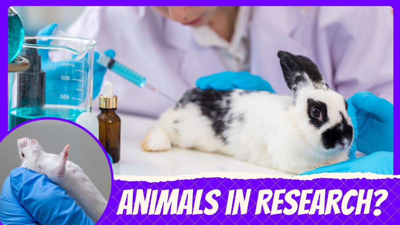 The Ethical Dilemma: Animals in Medical Research - YouTube