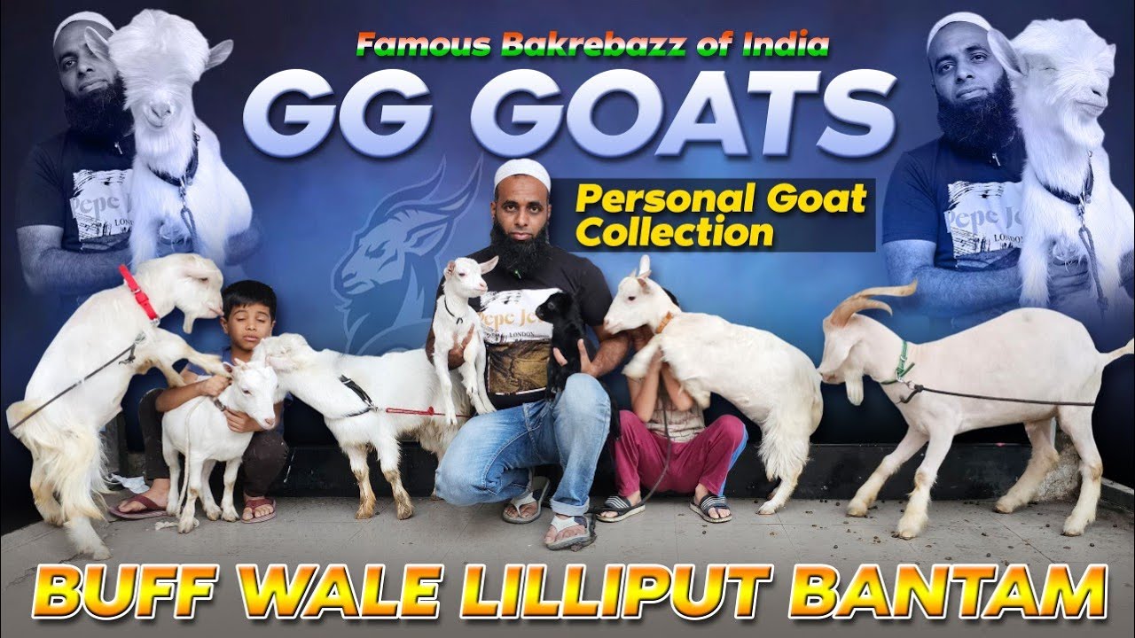 Guddu Bhai I GG Goats Personal Collection I YK Goat Lover - YouTube