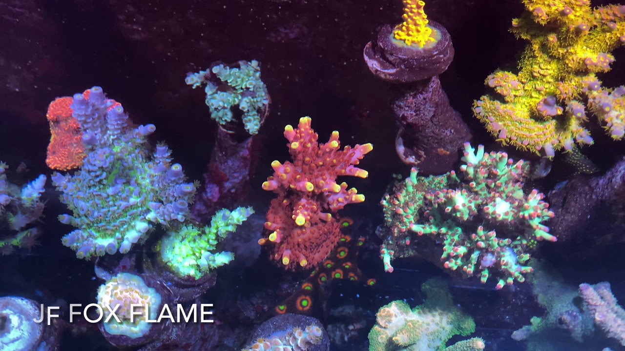 JF Fox Flame frag - YouTube