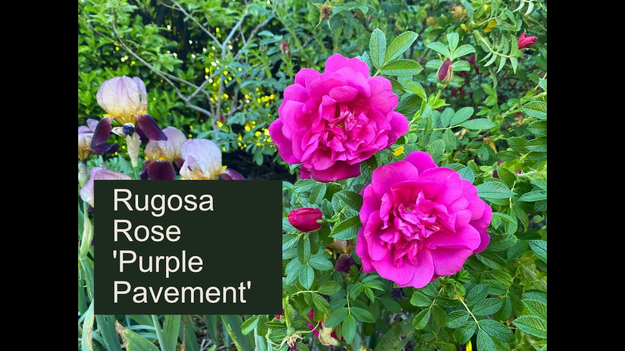 Rugosa Rose 'Purple Pavement' - YouTube