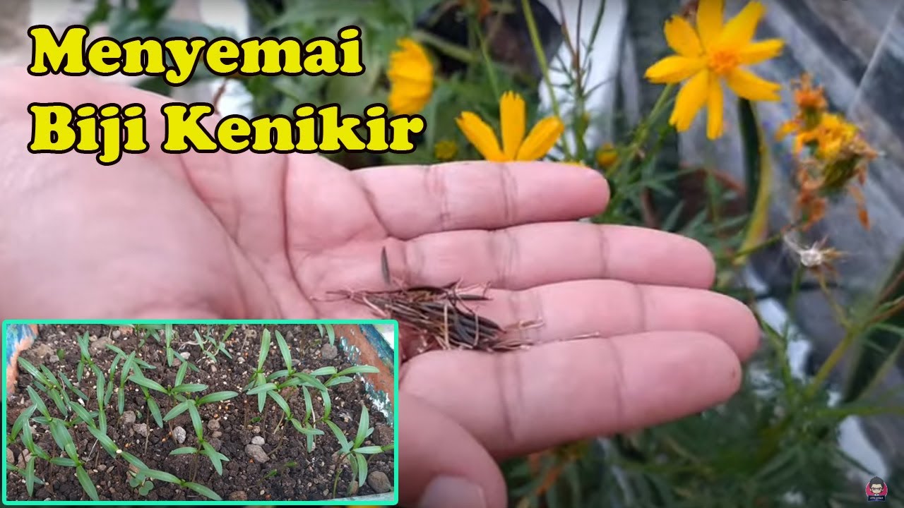 Menanam Bunga Kenikir dari Biji yang Berasal dari Bunga yang Sudah ...