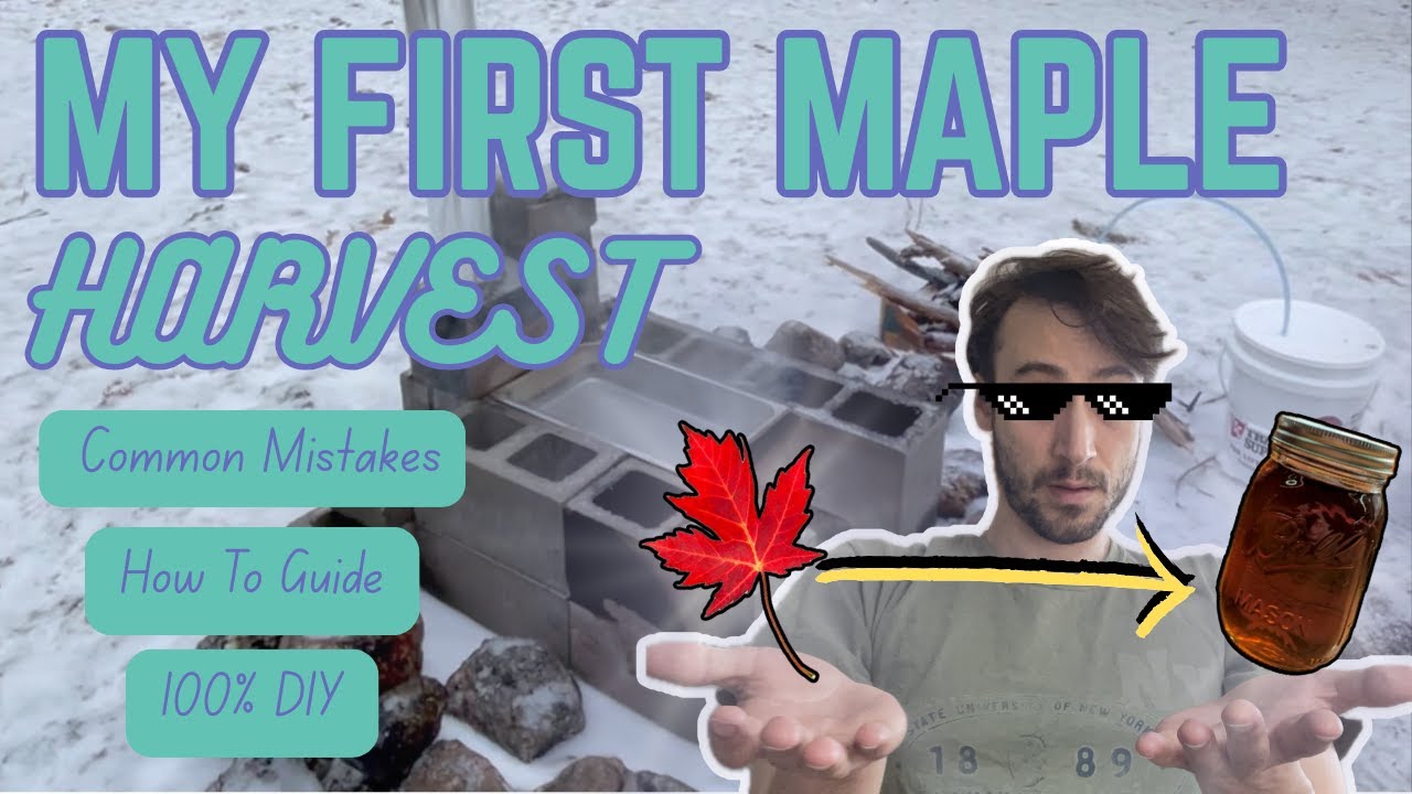 My First Maple Syrup Harvest! DIY Sap Collection, Boil Failures & Lessons Learned - YouTube