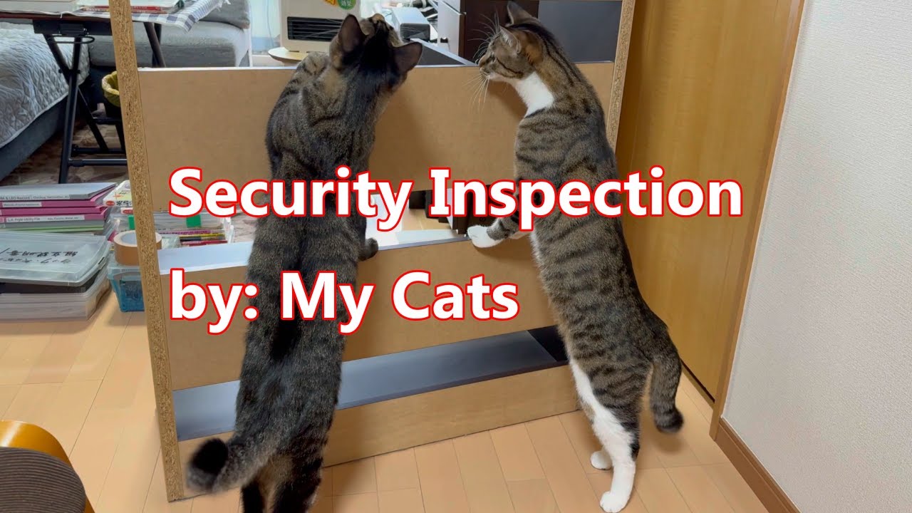 Security Inspection. By my Cats 😸😺#catlovers #catlife #funnycats - YouTube