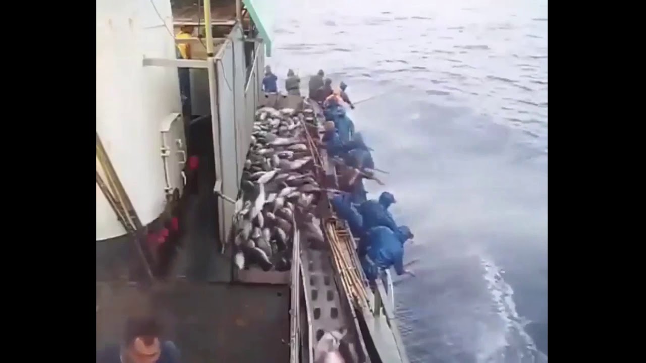 Fishing Discovery - YouTube